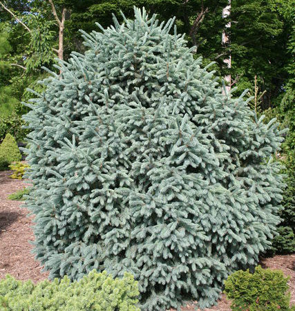 Picea engelmannii ' Bushs Lace ' Weeping Engelmann Spruce - Kigi Nursery