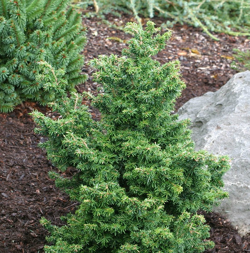 Tsuga mertensiana Mountain Hemlock - Kigi Nursery