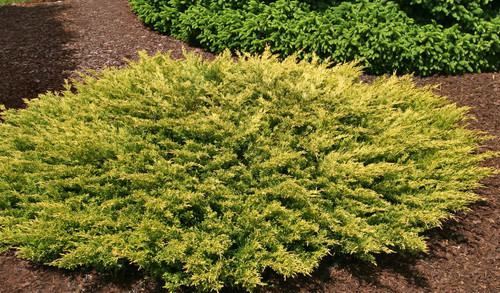 Juniperus horizontalis ' Gold Strike ' Dwarf Golden Creeping Juniper ...