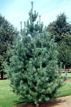 Pinus flexilis ' Vanderwolf Pyramid ' Blue Pyramidal Limber Pine - Kigi ...