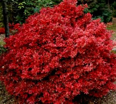 Acer palmatum ' Shaina ' Red Japanese Maple Tree - Kigi Nursery