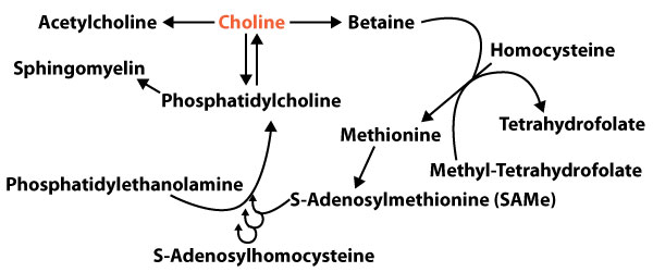 Ultimate Guide to Nootropics | Part 6 | Choline Supplements ...
