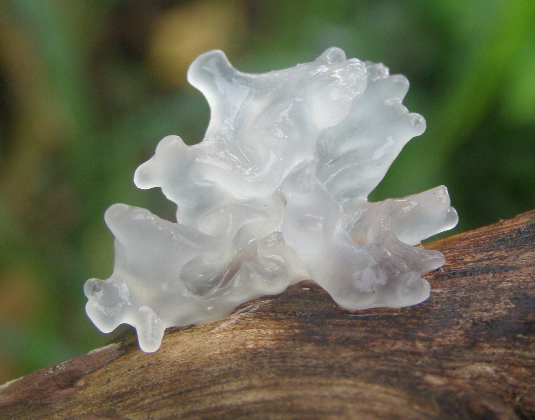 Tremella ~ Detailed Information | Photos | Videos