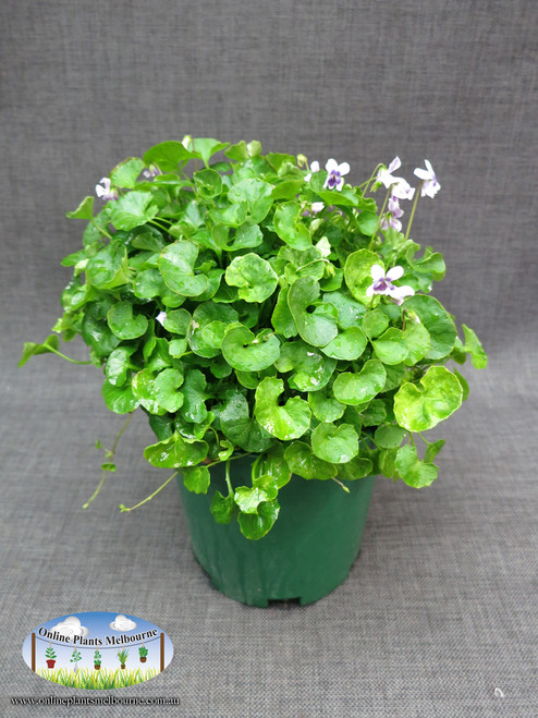 Online Plants Melbourne - Native Violets