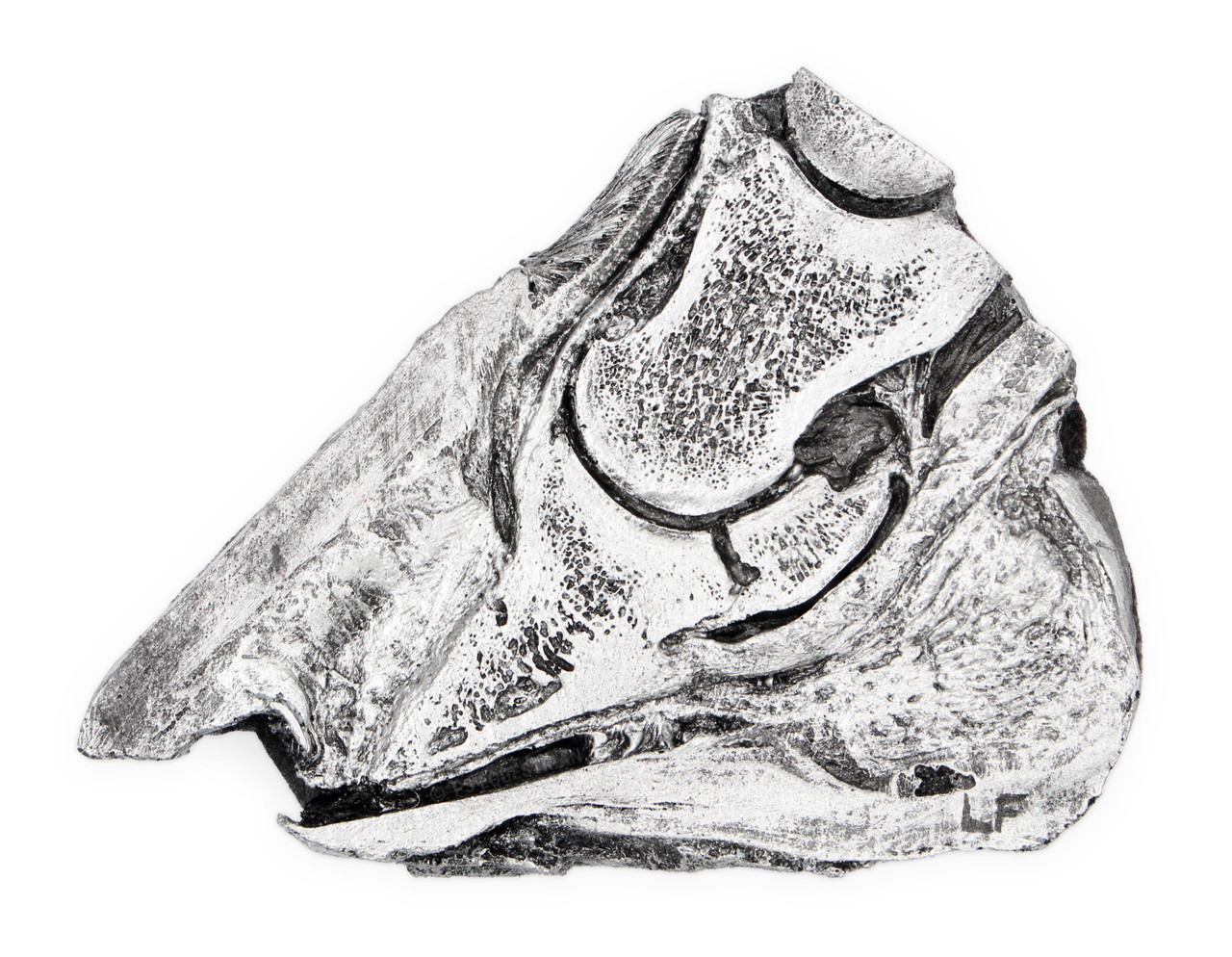 Educational Hoof Slice - Founder